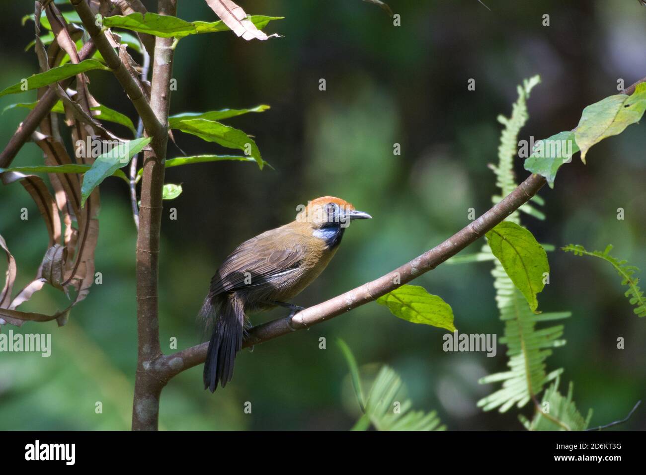 Fluffy-backed Tit-Babbler (Macronus ptilosus Stock Photo - Alamy