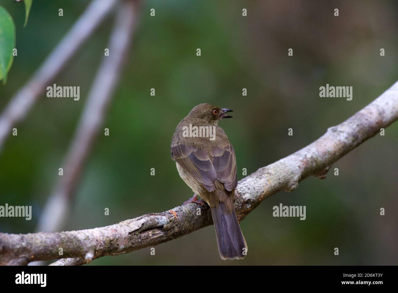 Red-eyed Bulbul (Pycnonotus brunneus Stock Photo - Alamy