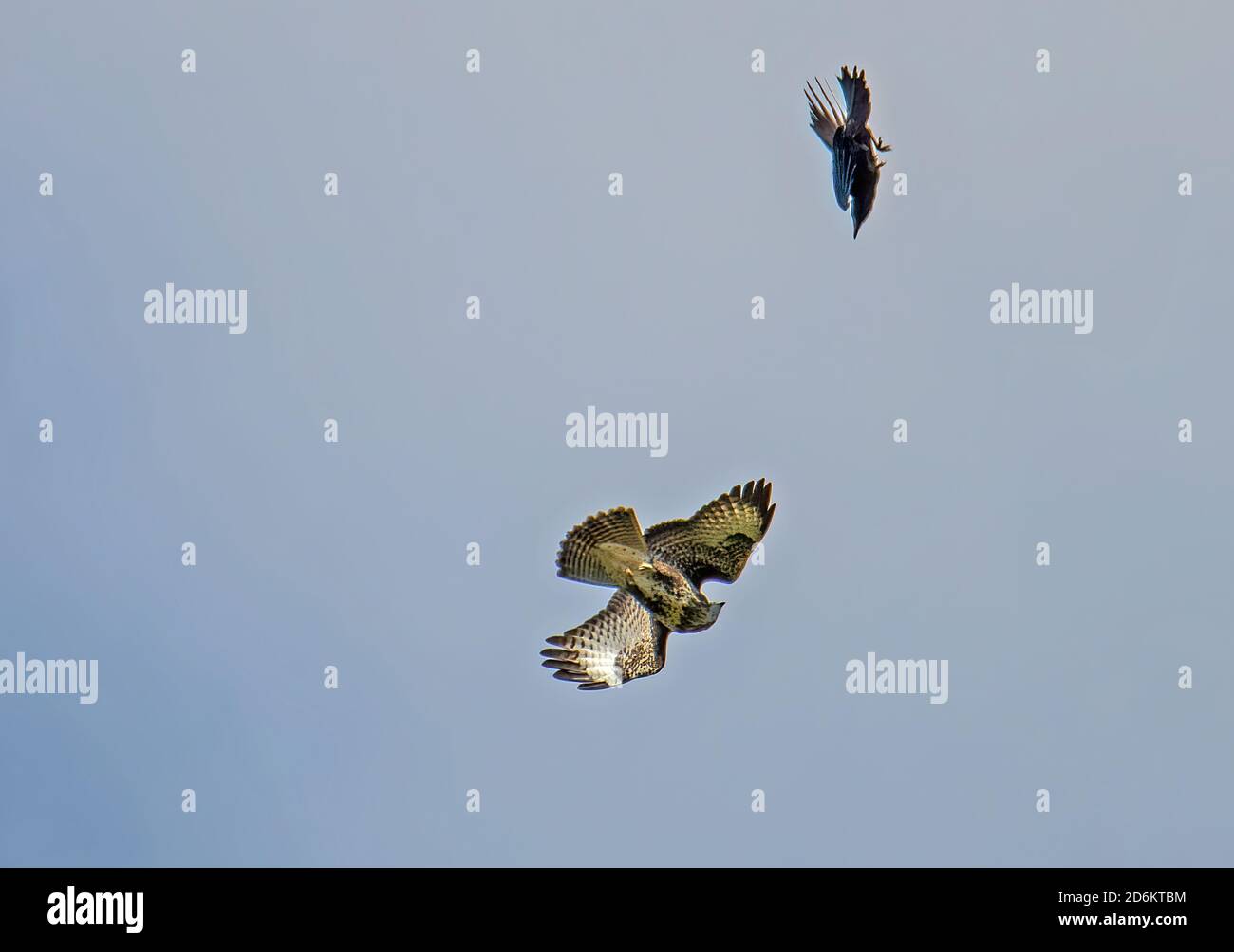 Buzzard and Crow fighting in mid air and Buzzard is upside down as the ...
