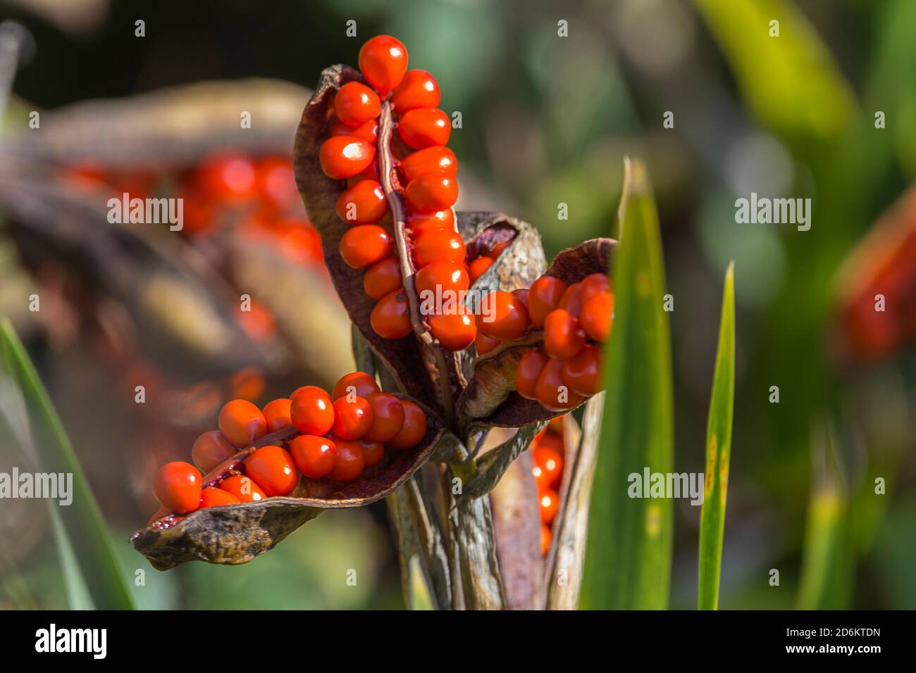Seed pod bursting with red seeds hi-res stock photography and images ...