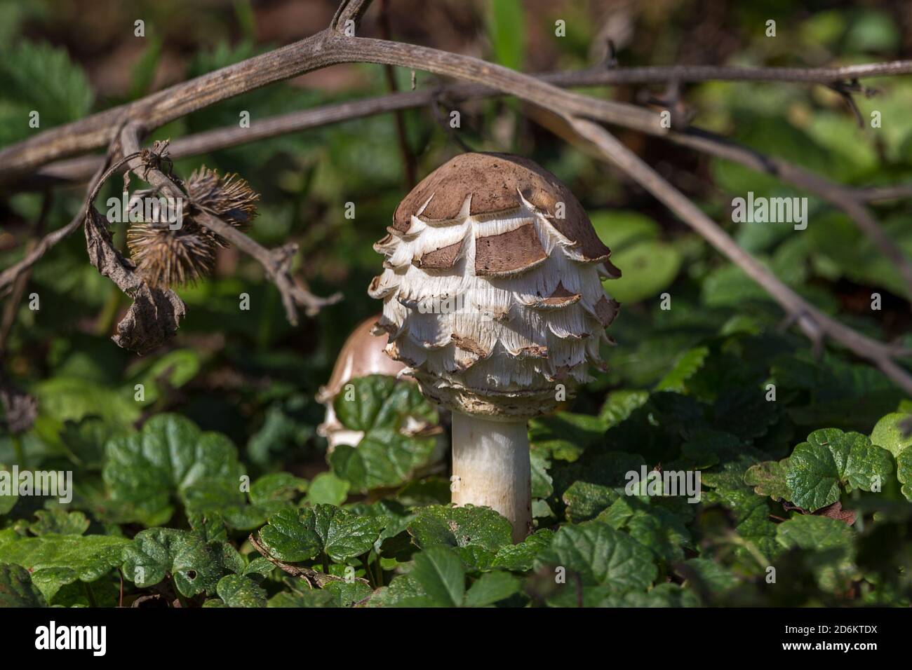 Rugby ball shaped cap hi-res stock photography and images - Alamy
