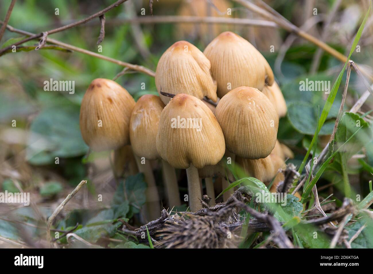 Early dome shaped fungi caps hi-res stock photography and images - Alamy