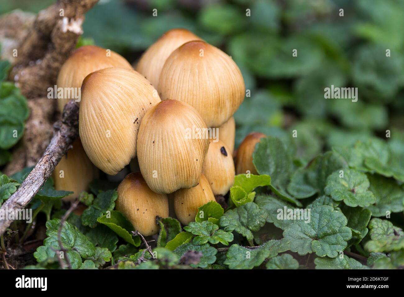 Early dome shaped fungi caps hi-res stock photography and images - Alamy