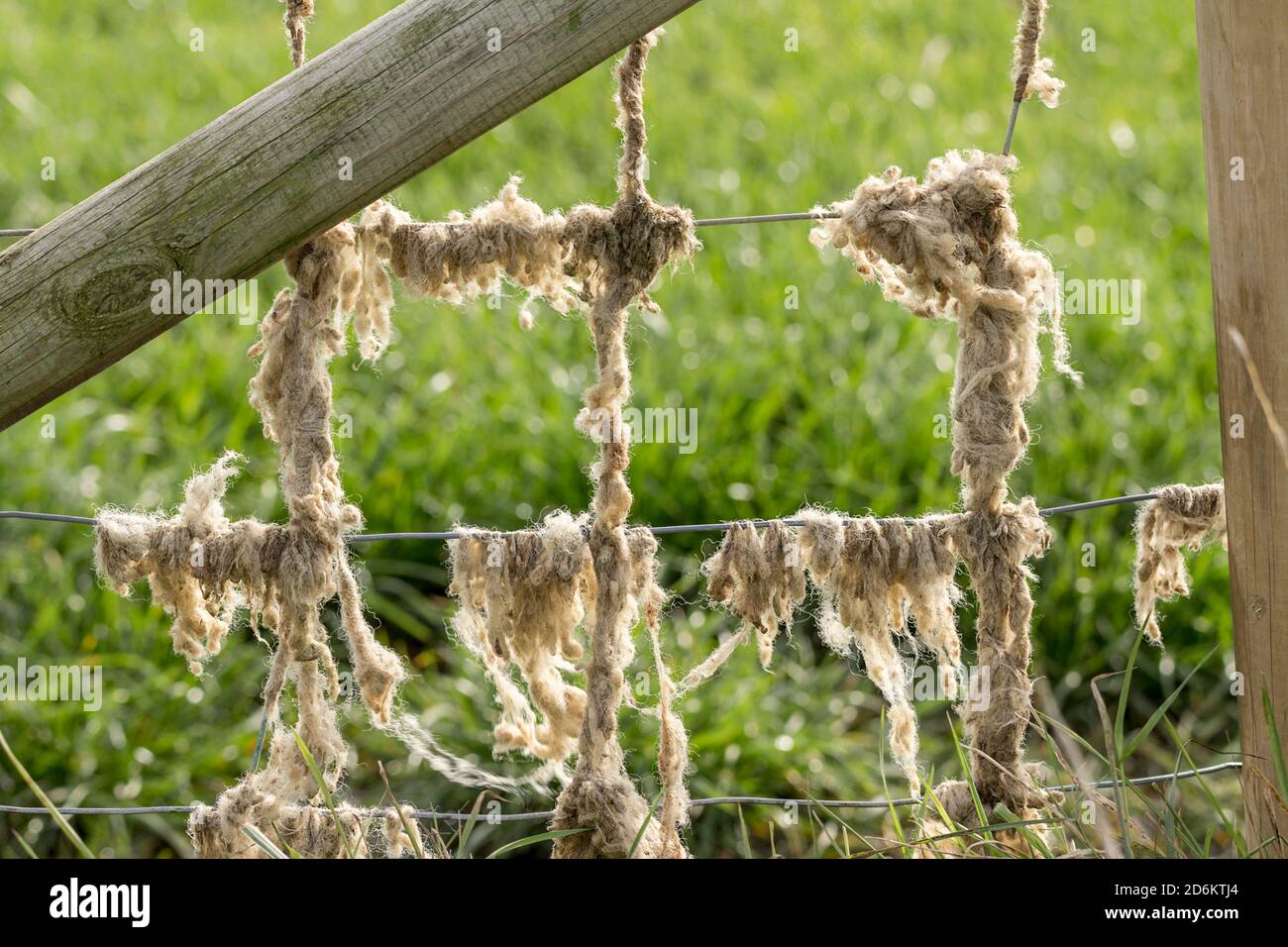 Wool caught on wire hi-res stock photography and images - Alamy
