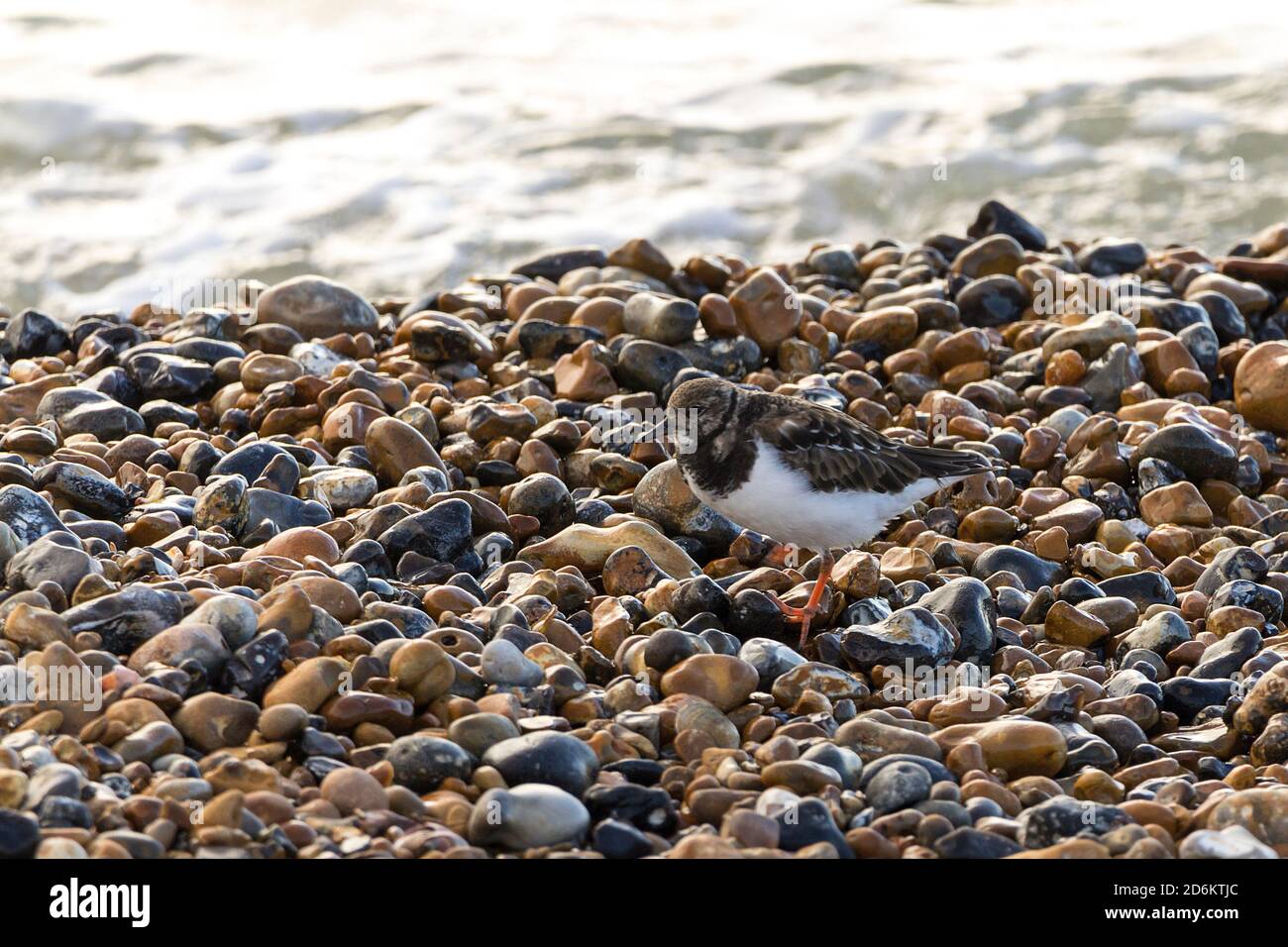 White underparts of the legs hi-res stock photography and images - Alamy