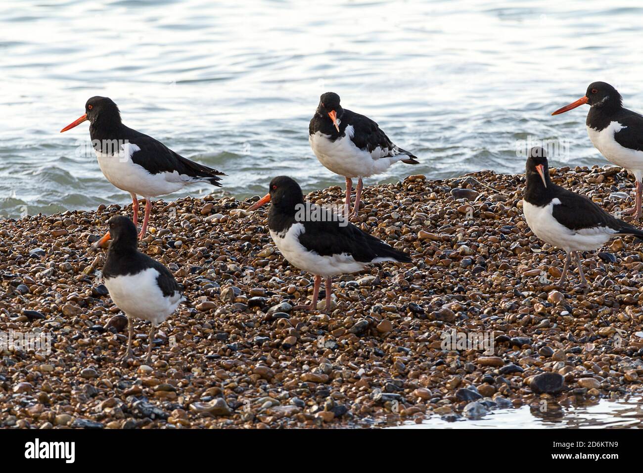 August winter plumage uk hi-res stock photography and images - Alamy
