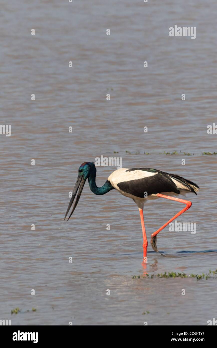 A selective focus image of a black necked stork finding food with its ...
