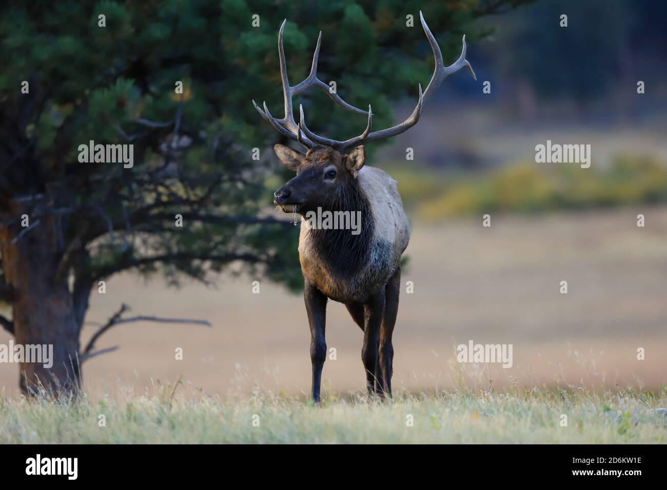 Bull elk in Rocky Mountain National Park with large antlers during the ...