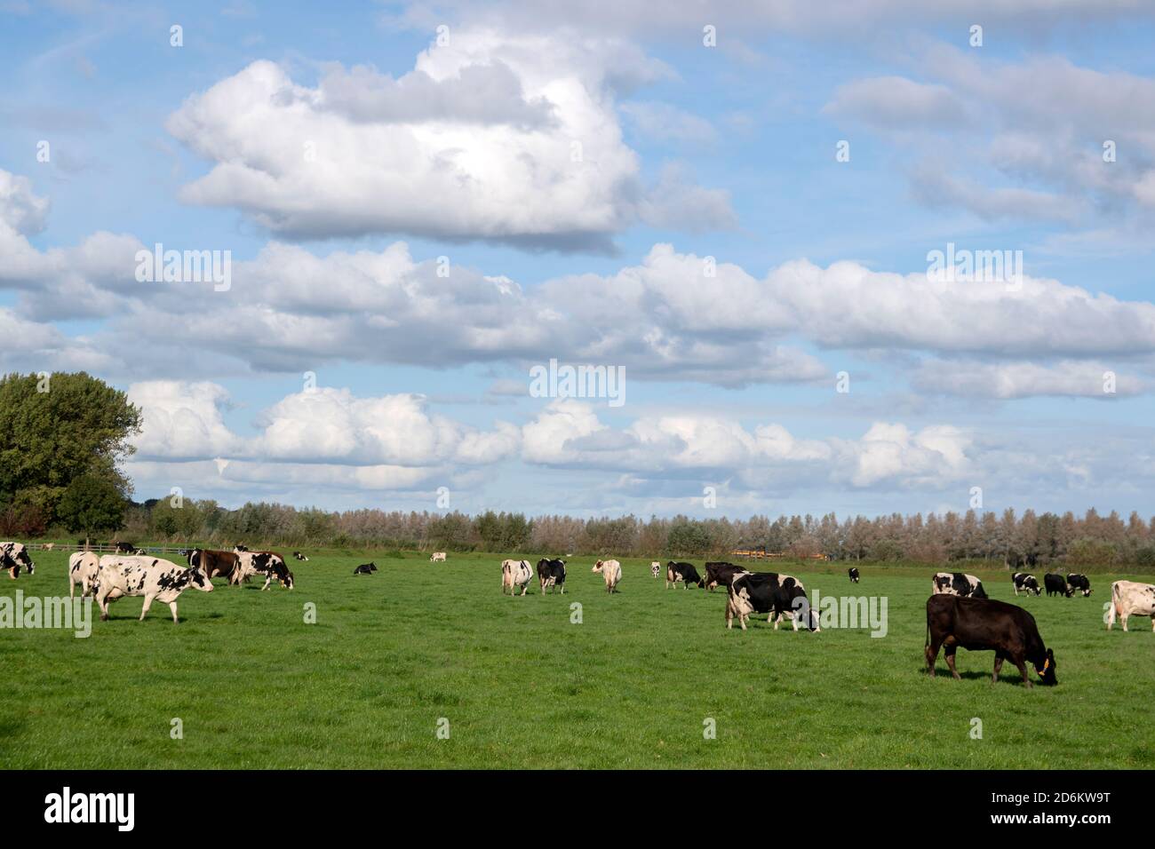 Farmland With Cows At Abcoude The Netherlands 12-10-2020 Stock Photo ...