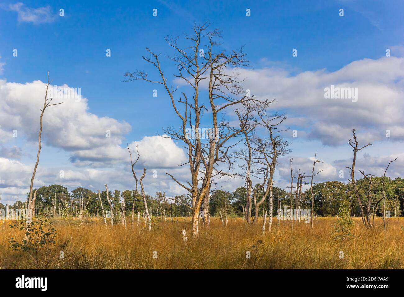 Dead trees in the plains of Appelbergen near Groningen in autumn Stock ...