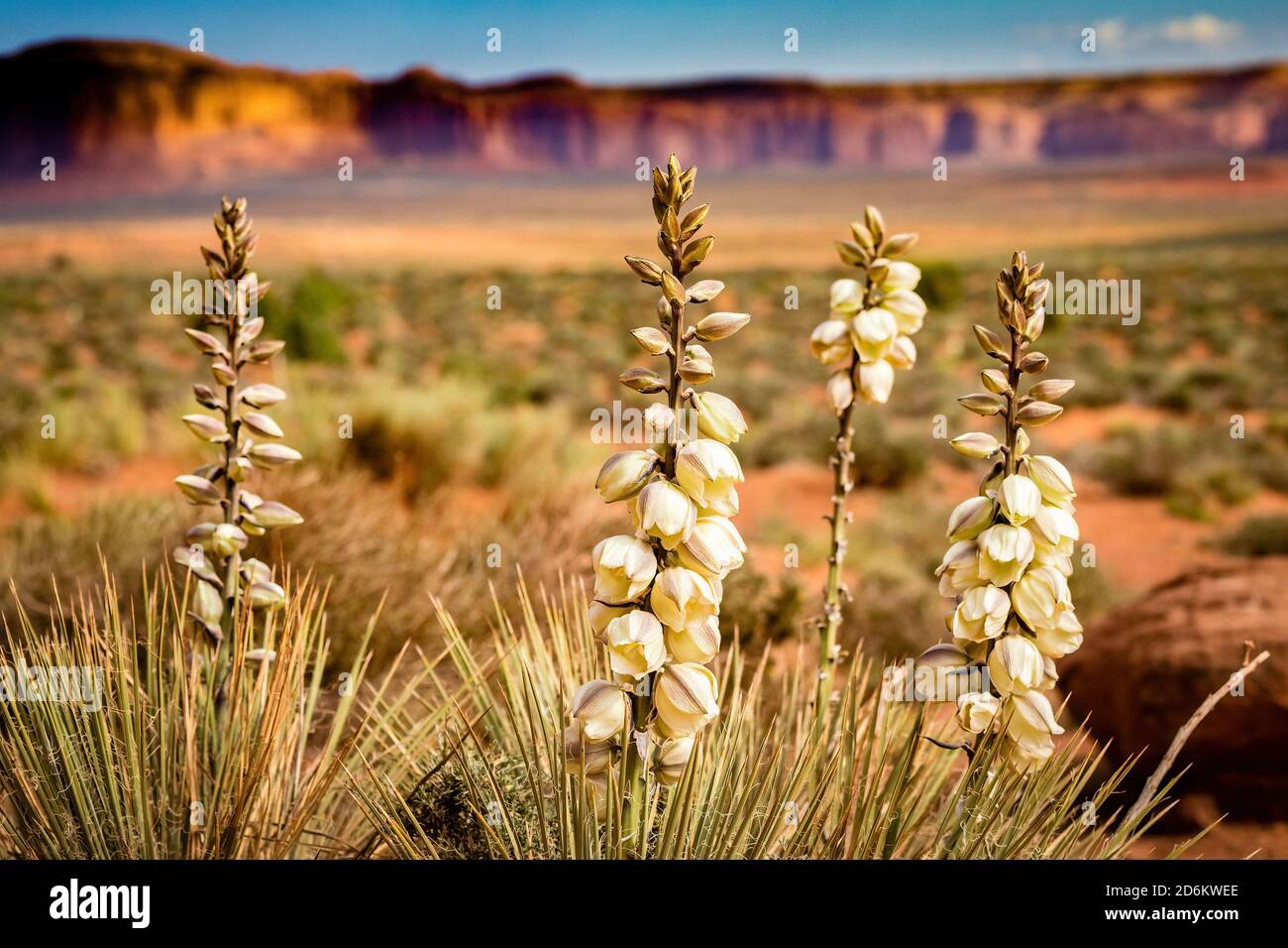 Narrow leaf yucca Stock Photo - Alamy