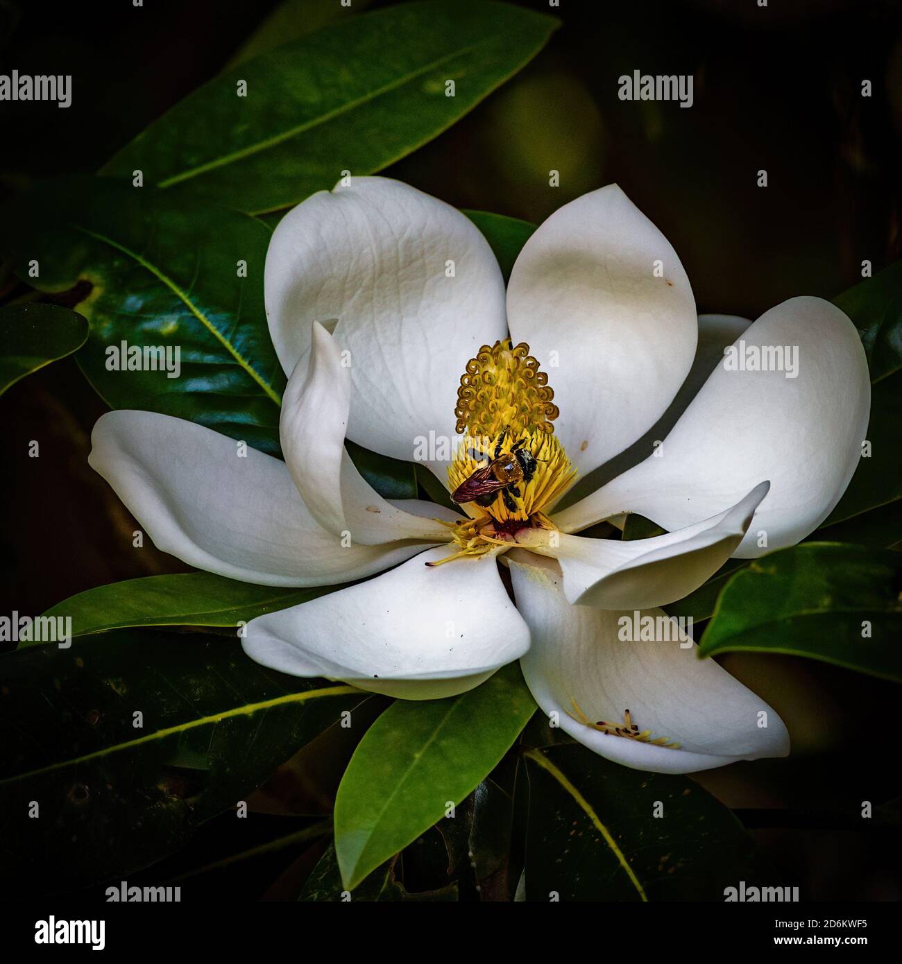 Magnolia sp hi-res stock photography and images - Alamy