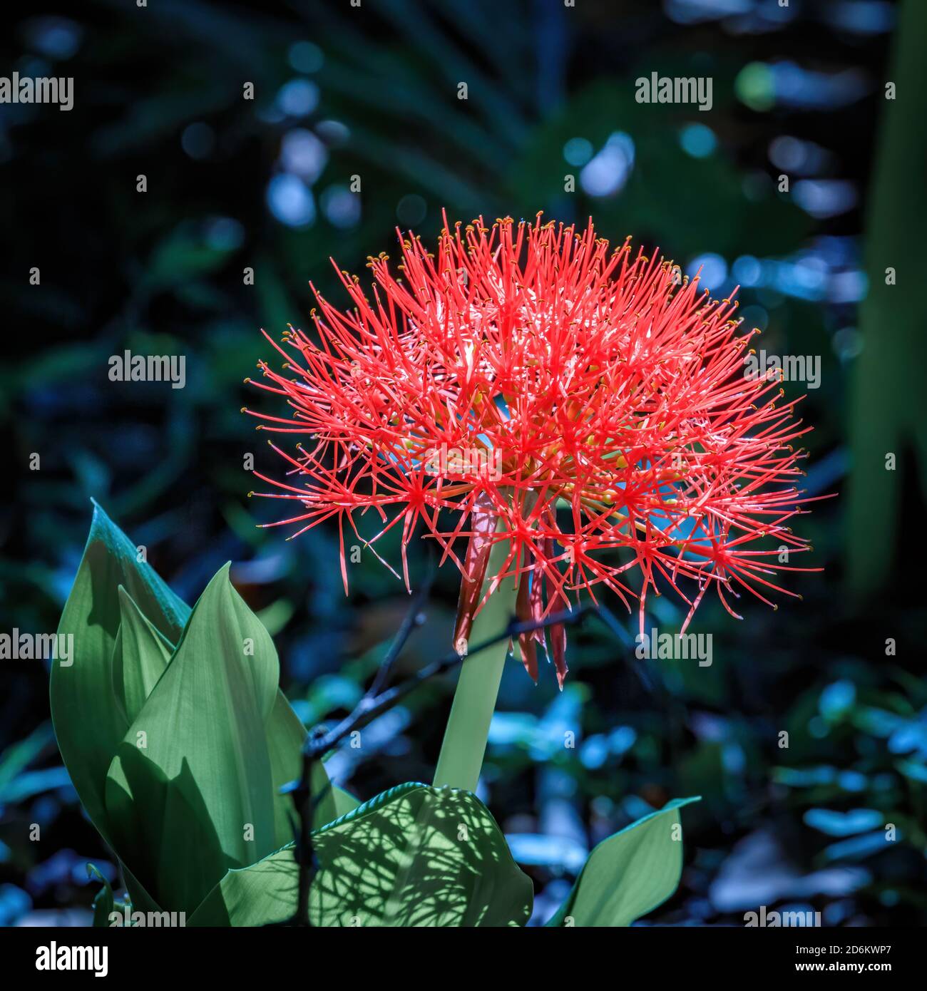 Fireball lily hi-res stock photography and images - Alamy