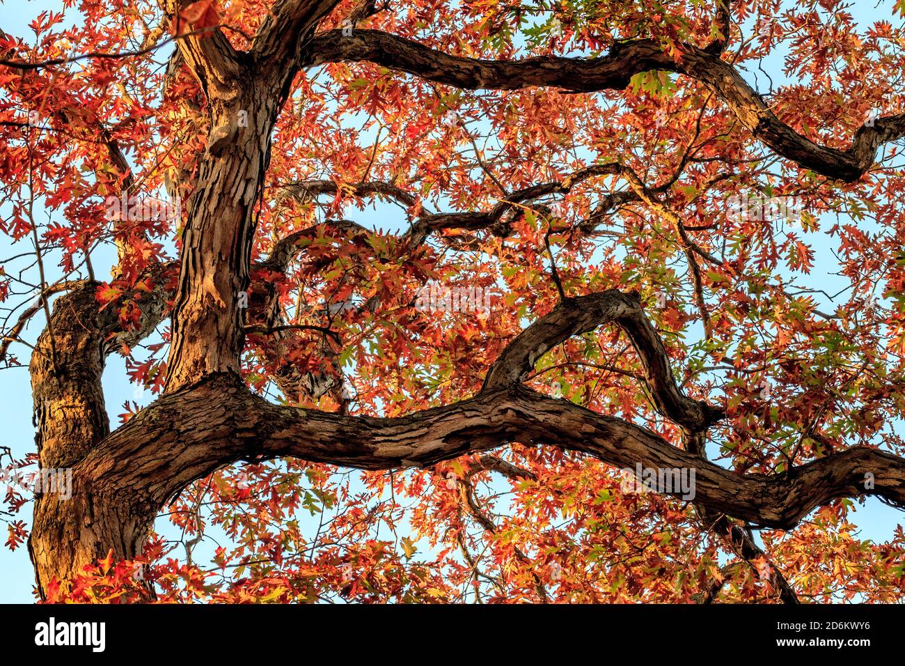 White oak in the fall Stock Photo - Alamy