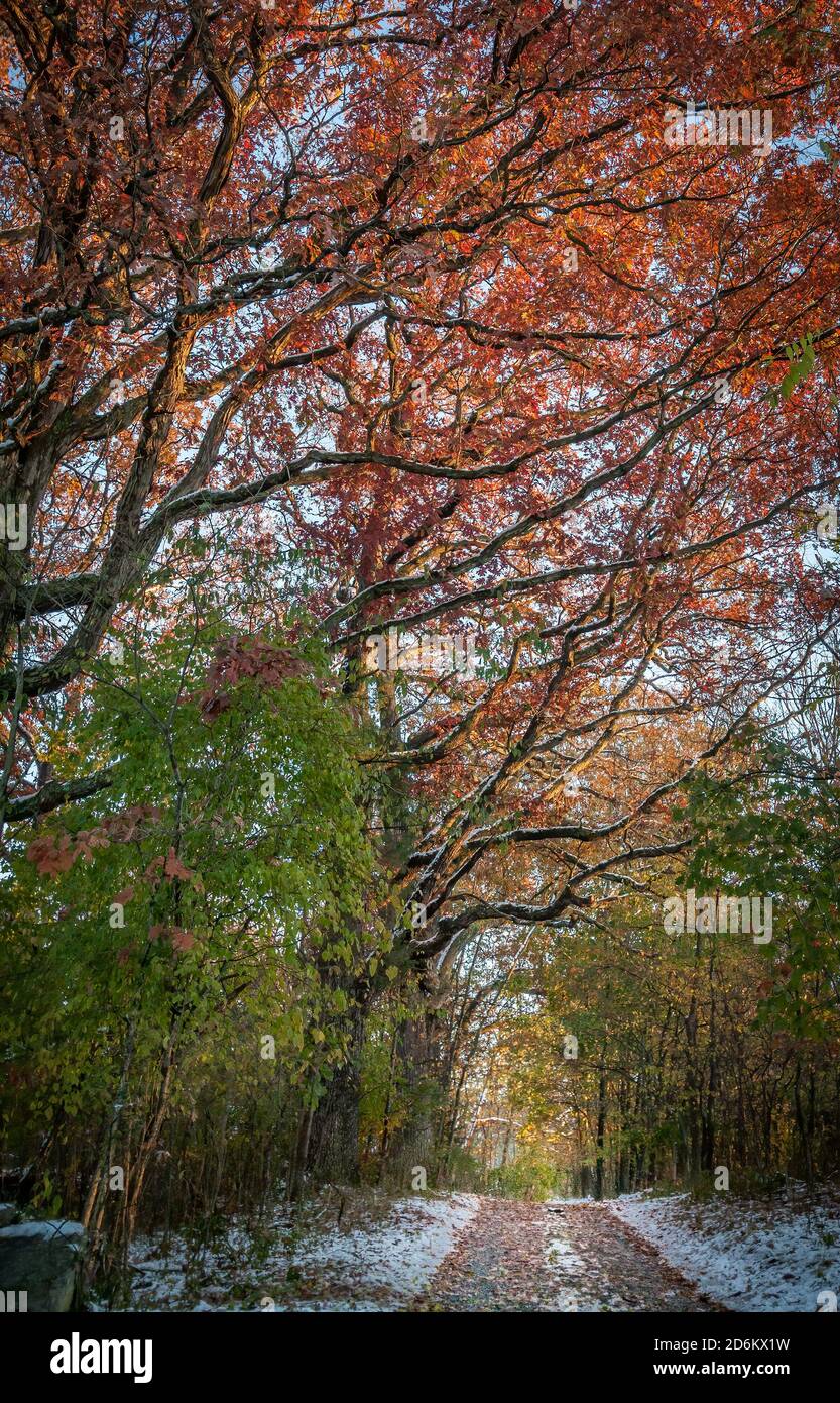Oak tree lane Stock Photo - Alamy