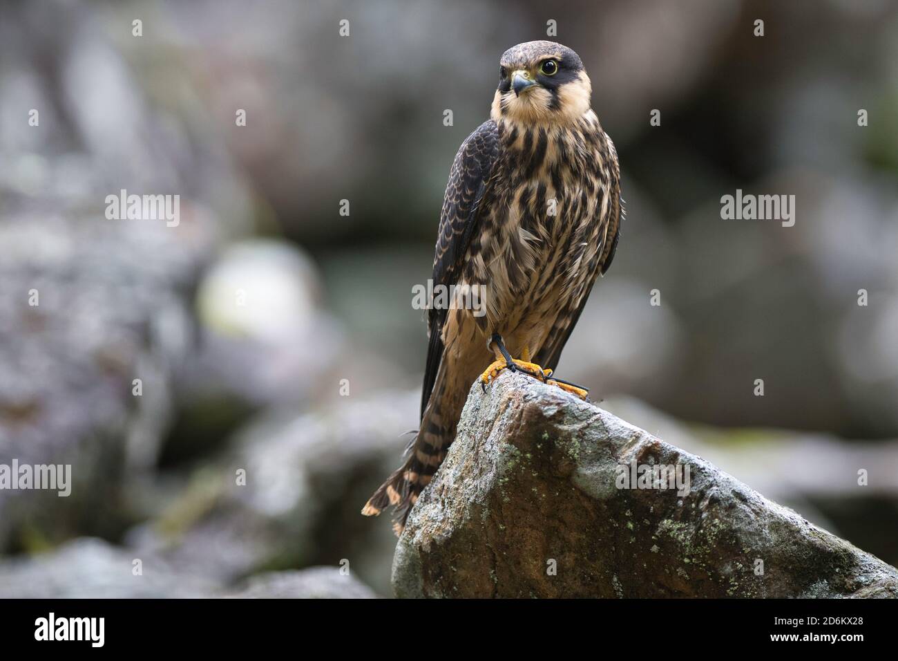 Baumfalke hi-res stock photography and images - Alamy