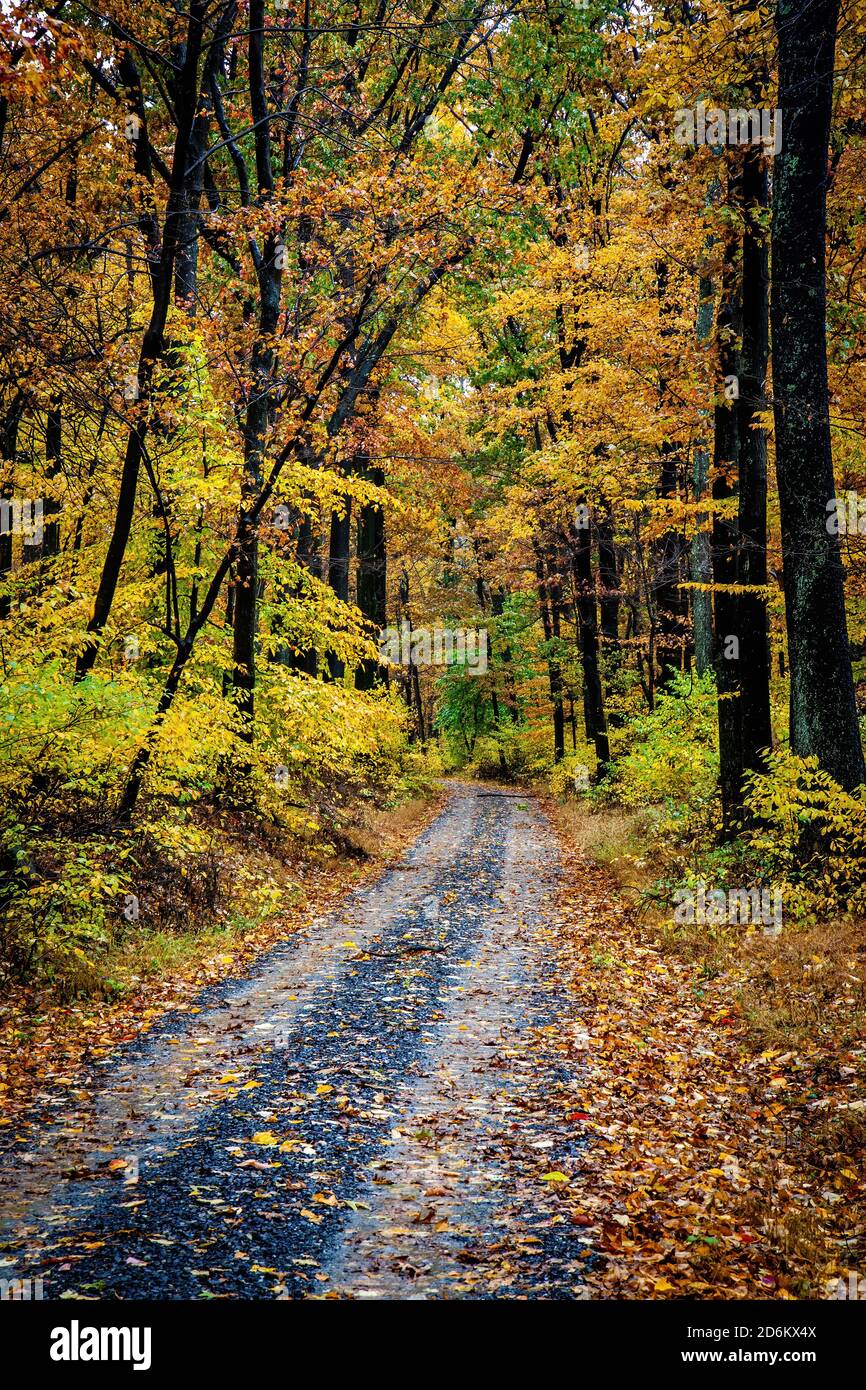Autumn forest pathway Stock Photo - Alamy
