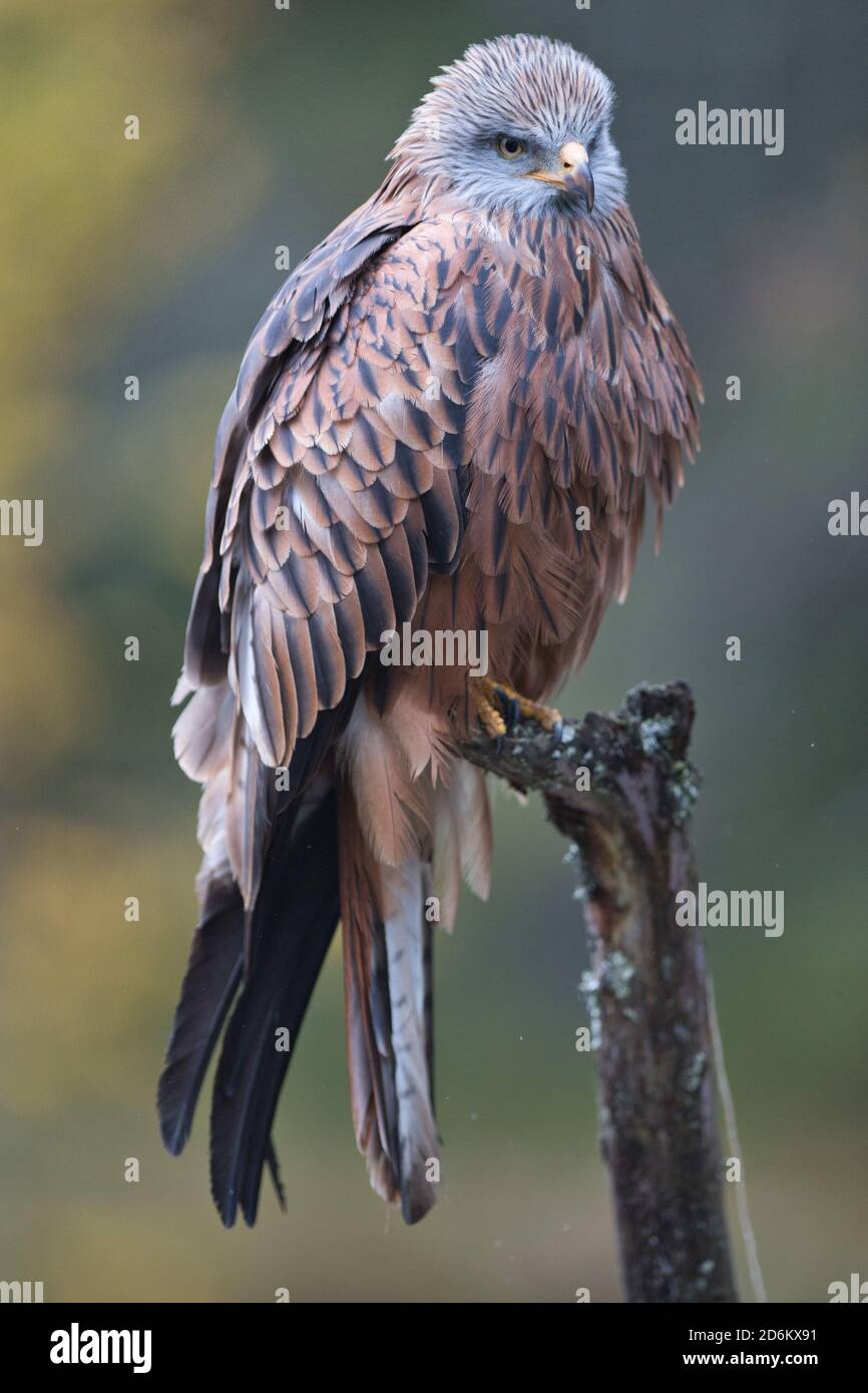 Vogel, Bird, Greifvogel, Bird of Prey, Milvus milvus, Roter Milan, Red ...