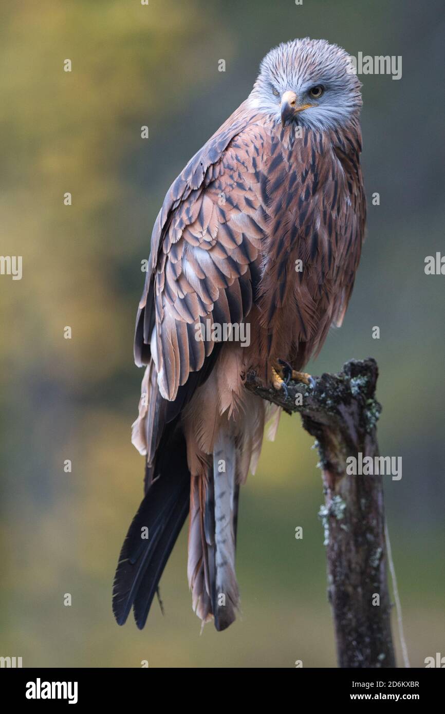Tail roter hi-res stock photography and images - Alamy