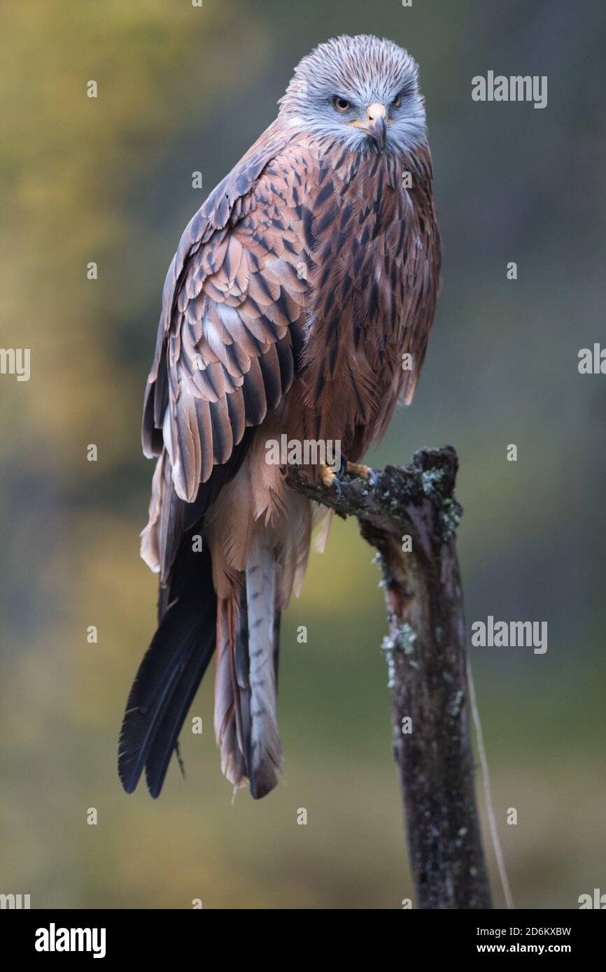 Vogel, Bird, Greifvogel, Bird of Prey, Milvus milvus, Roter Milan, Red ...