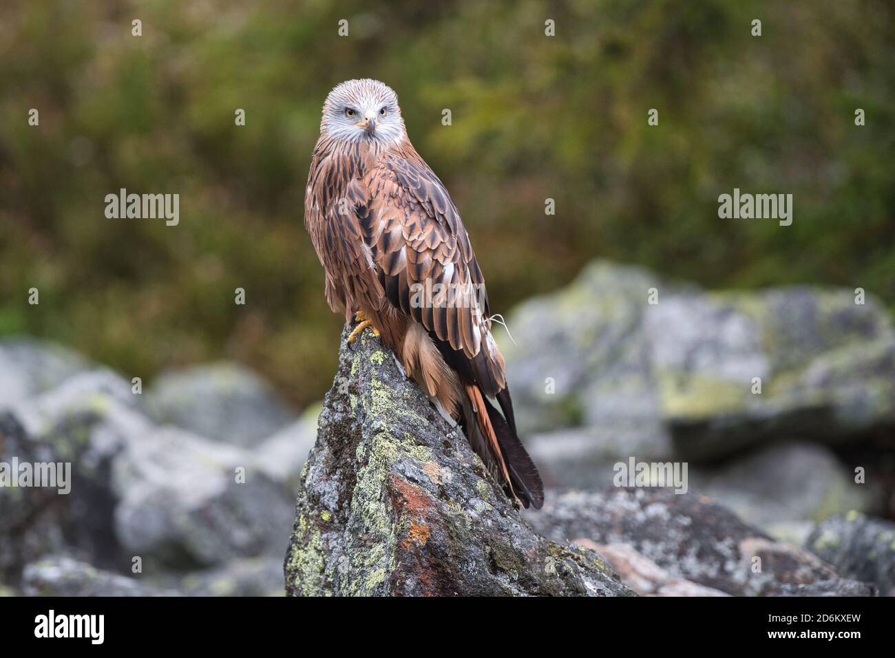 Vogel, Bird, Greifvogel, Bird of Prey, Milvus milvus, Roter Milan, Red ...