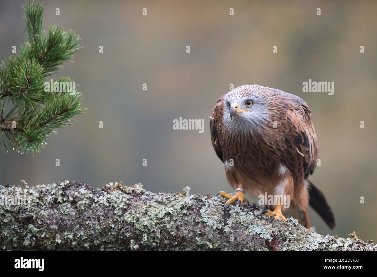 Vogel, Bird, Greifvogel, Bird of Prey, Milvus milvus, Roter Milan, Red ...