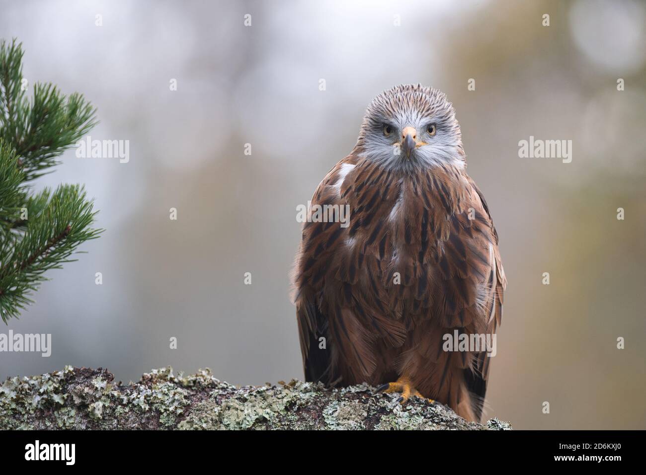 Vogel, Bird, Greifvogel, Bird of Prey, Milvus milvus, Roter Milan, Red ...