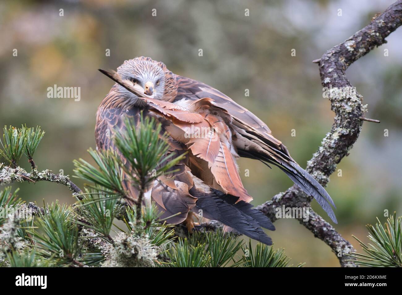 Vogel, Bird, Greifvogel, Bird of Prey, Milvus milvus, Roter Milan, Red ...