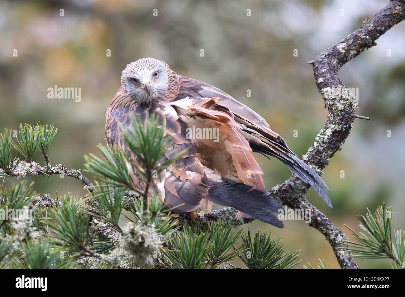 Vogel, Bird, Greifvogel, Bird of Prey, Milvus milvus, Roter Milan, Red ...