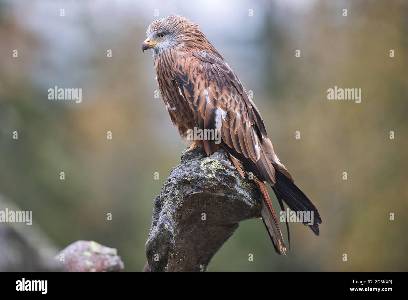 Vogel, Bird, Greifvogel, Bird of Prey, Milvus milvus, Roter Milan, Red ...