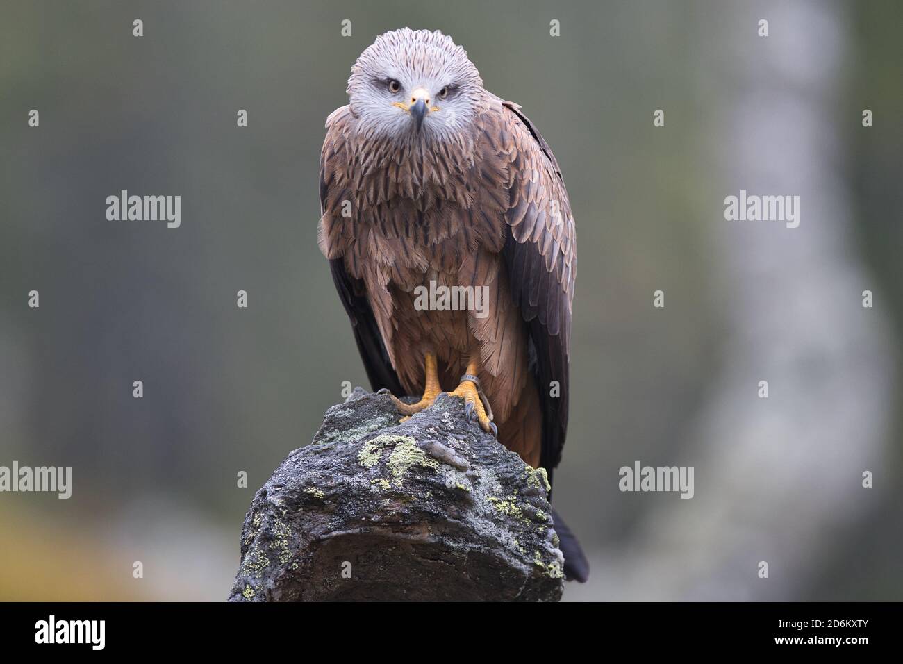 Vogel, Bird, Greifvogel, Bird of Prey, Milvus milvus, Roter Milan, Red ...