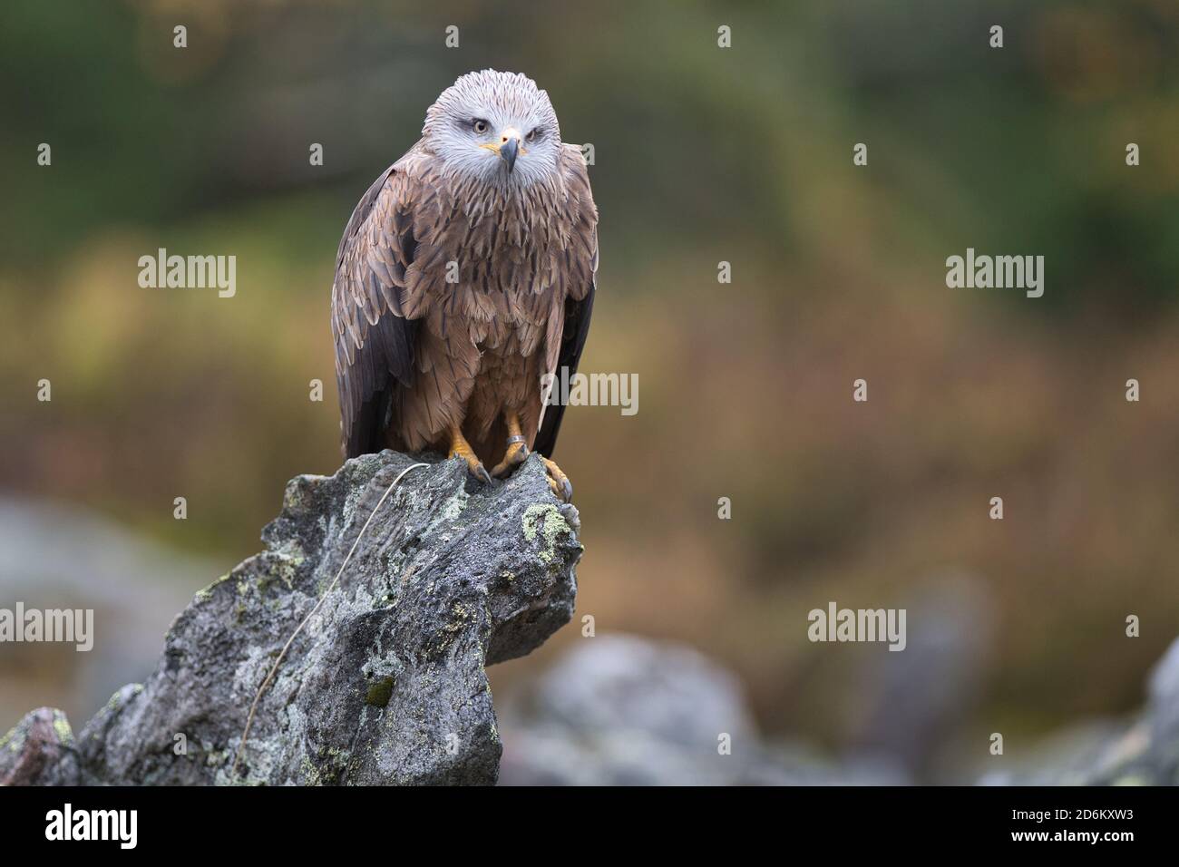 Vogel, Bird, Greifvogel, Bird of Prey, Milvus milvus, Roter Milan, Red ...