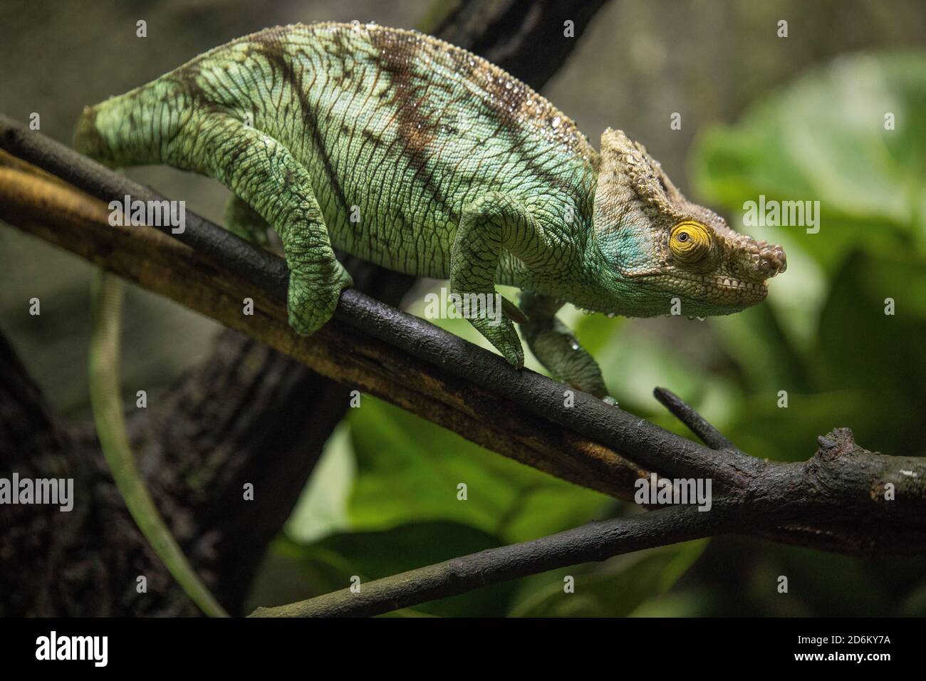 Slow and Steady Stock Photo - Alamy