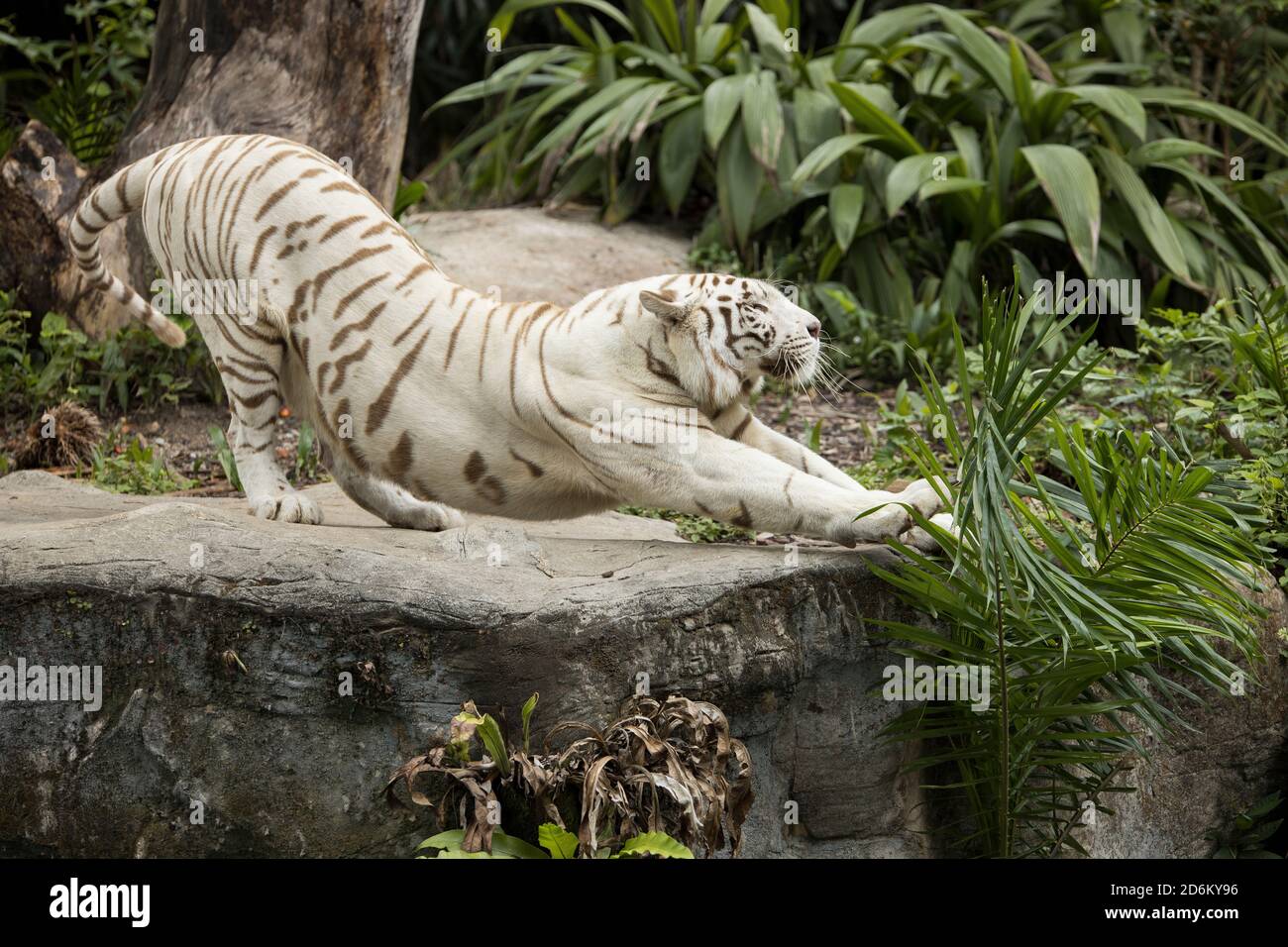 Tiger stretching hi-res stock photography and images - Alamy