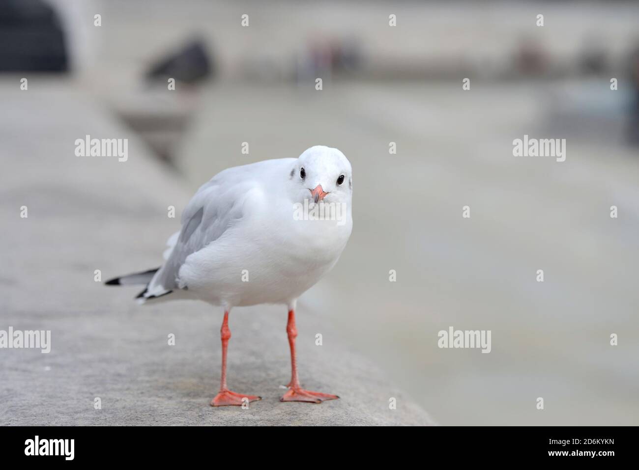 Square headed bird hi-res stock photography and images - Alamy