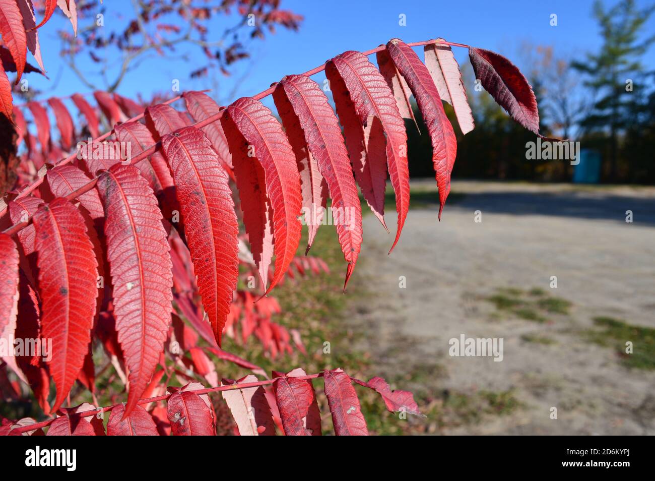 Fall Foliage Changing Color To Red Stock Photo - Alamy
