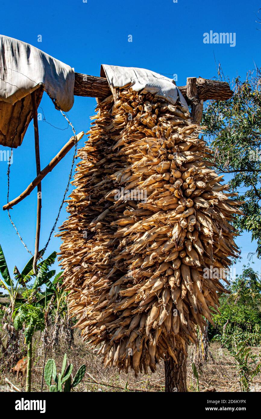 Haitian Corn drying on sticks outside a home in Haiti Stock Photo - Alamy