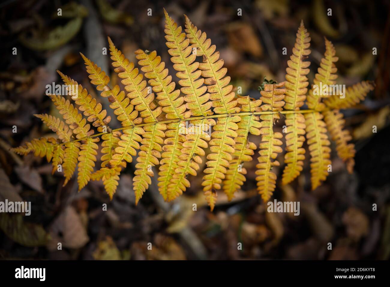 Yellow fern leaves in the forest Stock Photo - Alamy