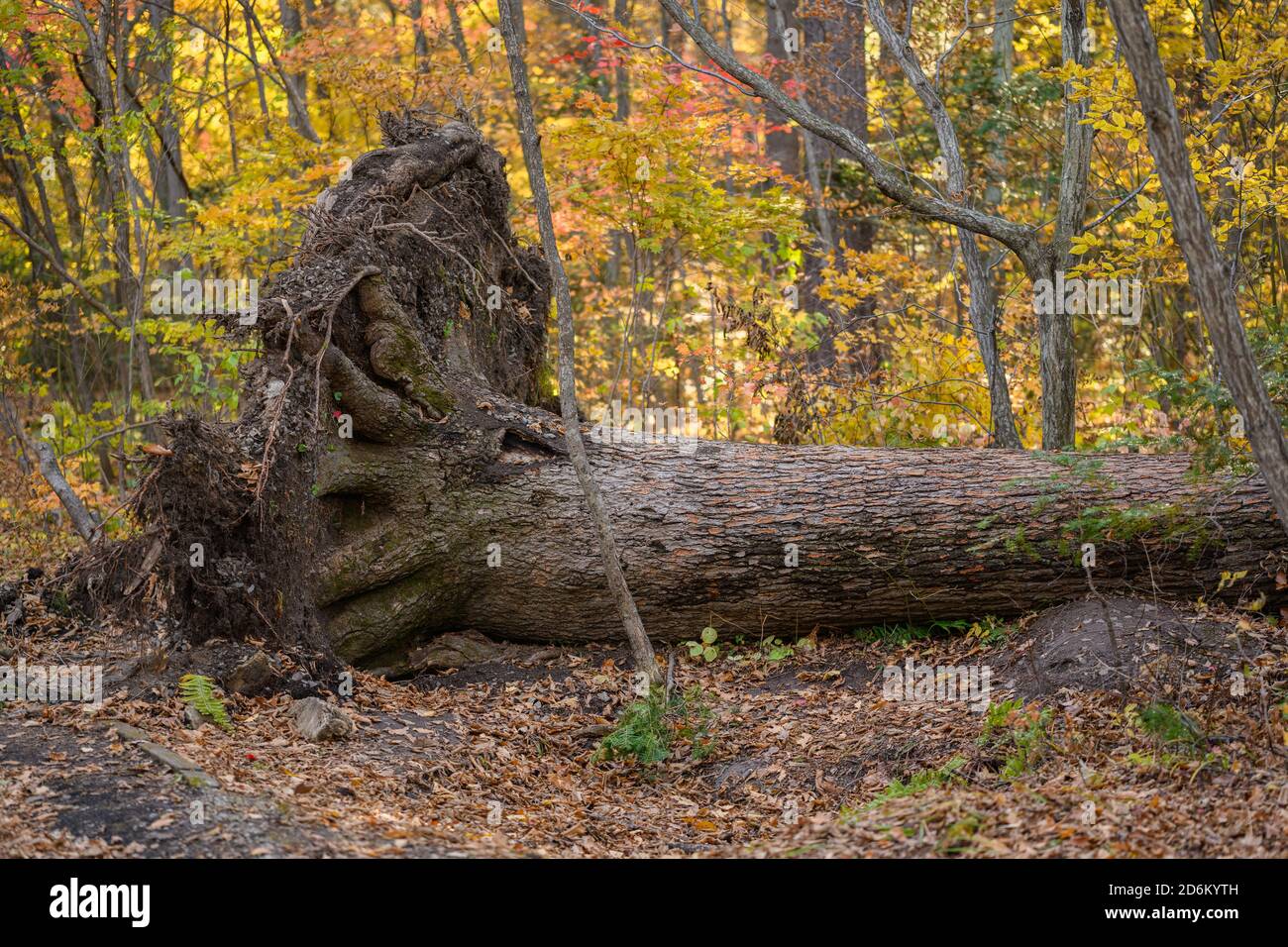 Broken trees and broken branches after a storm wind in the autumn ...
