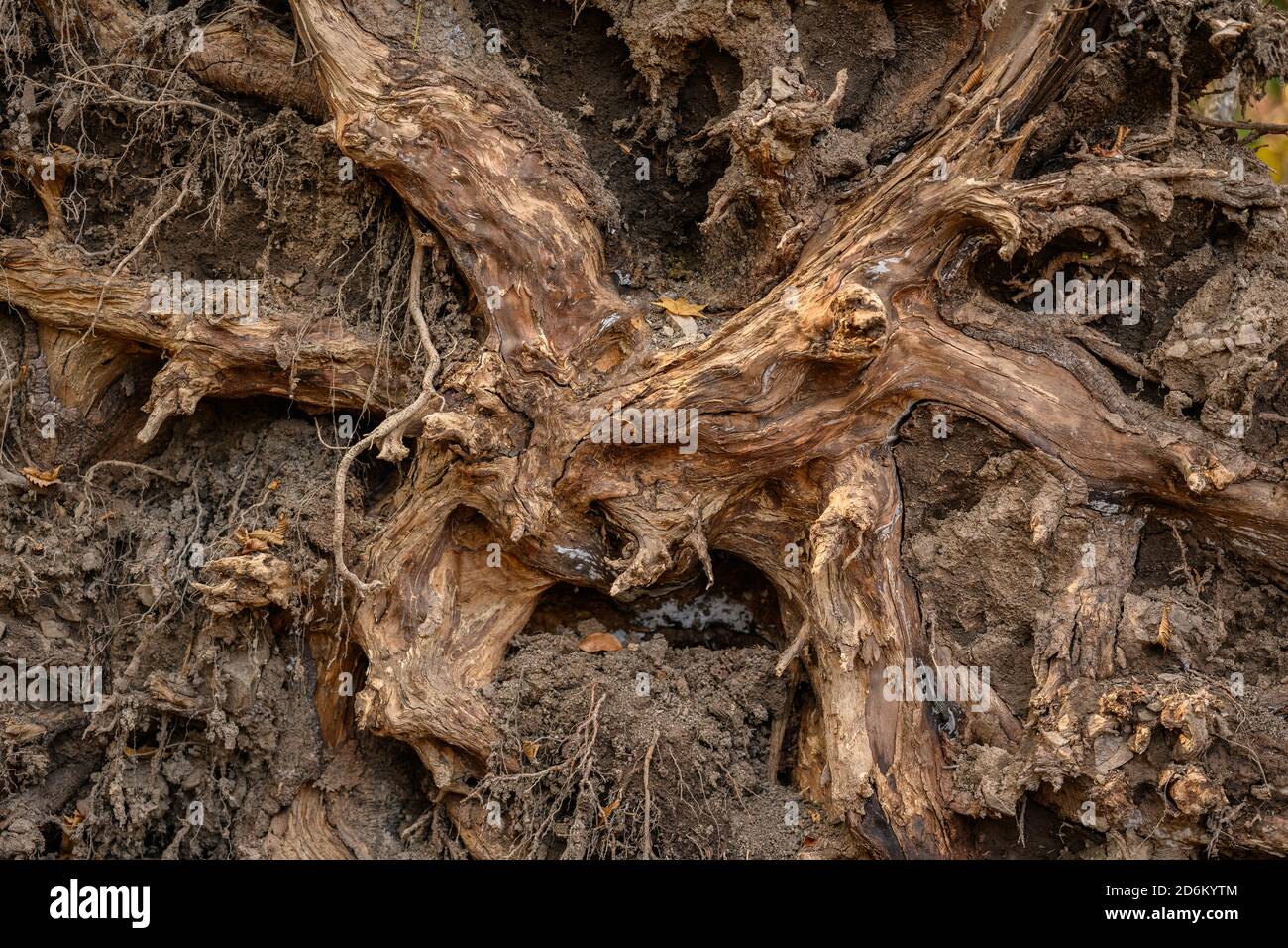 Tree roots in the autumn forest. Selective focus Stock Photo - Alamy