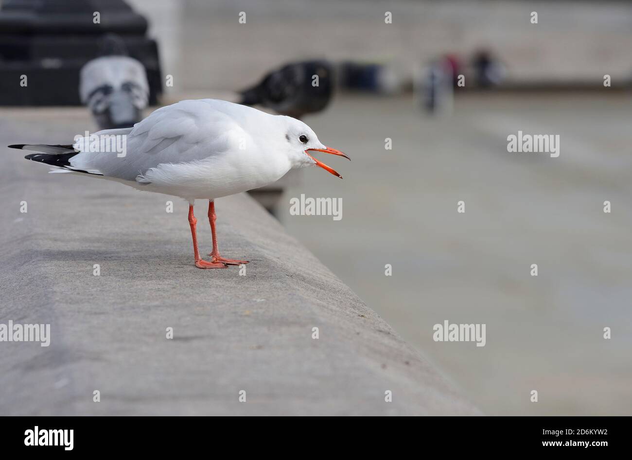 Square headed bird hi-res stock photography and images - Alamy