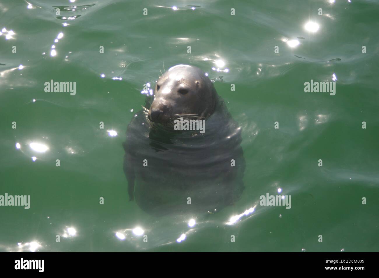 Seal closeup in the sea at Saint Ives Cornwall Stock Photo - Alamy