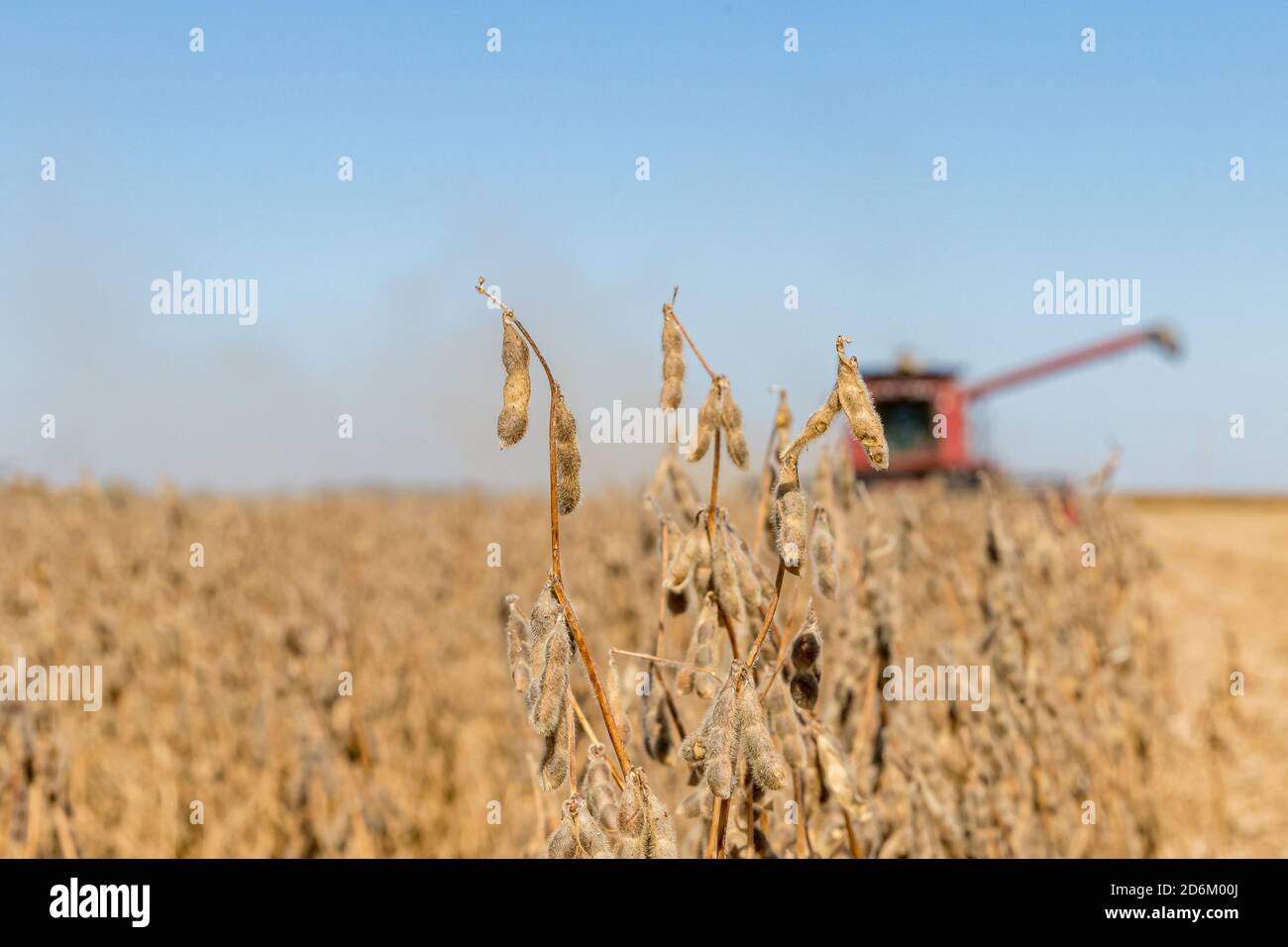 Soybean Field Background