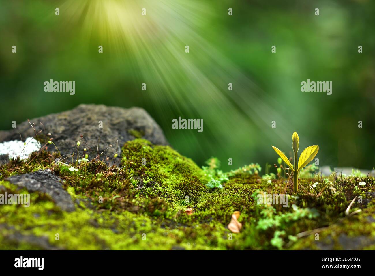Young plant growing in the morning light and green nature bokeh ...