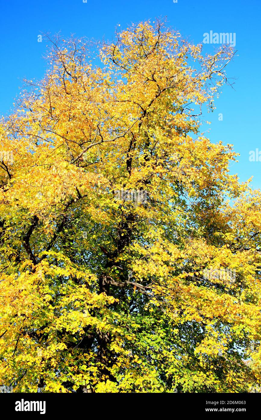 Golden yellow leaves sunlit tree in the Autumn fall Stock Photo - Alamy
