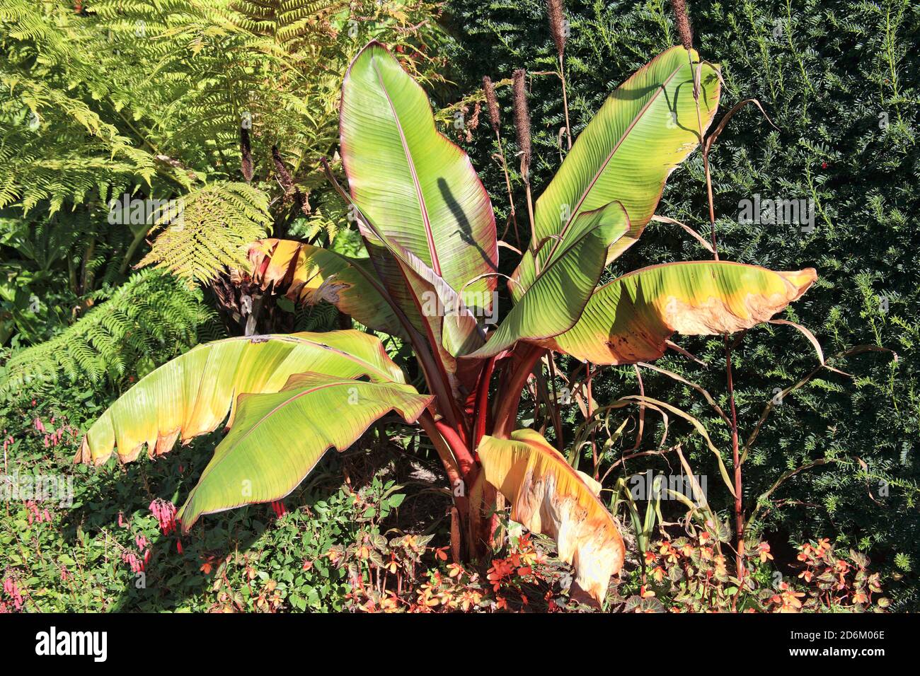 Musa Basjoo a popular ornamental banana tree grown in gardens for its ...