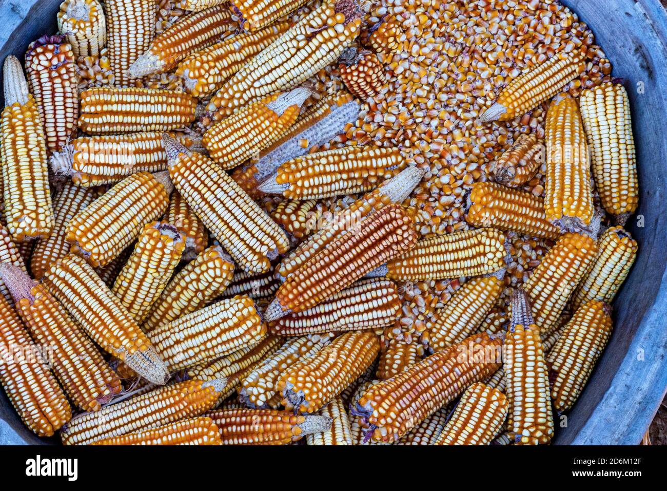 Haitian Corn drying on sticks outside a home in Haiti Stock Photo - Alamy