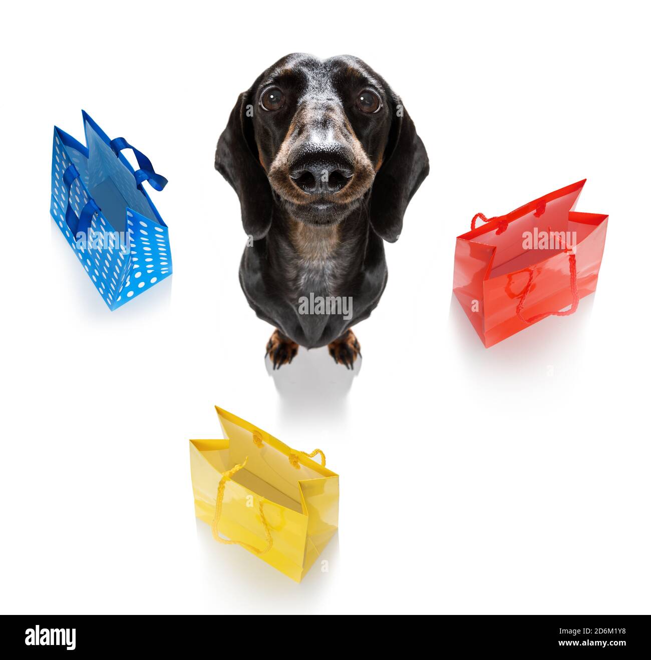 sausage dachshund dog with shopping bags ready for discount and sale at ...