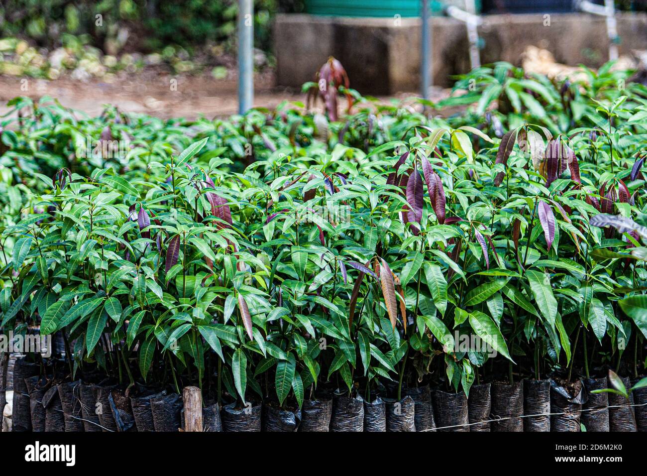 Seedling and farm crop field hi-res stock photography and images - Alamy