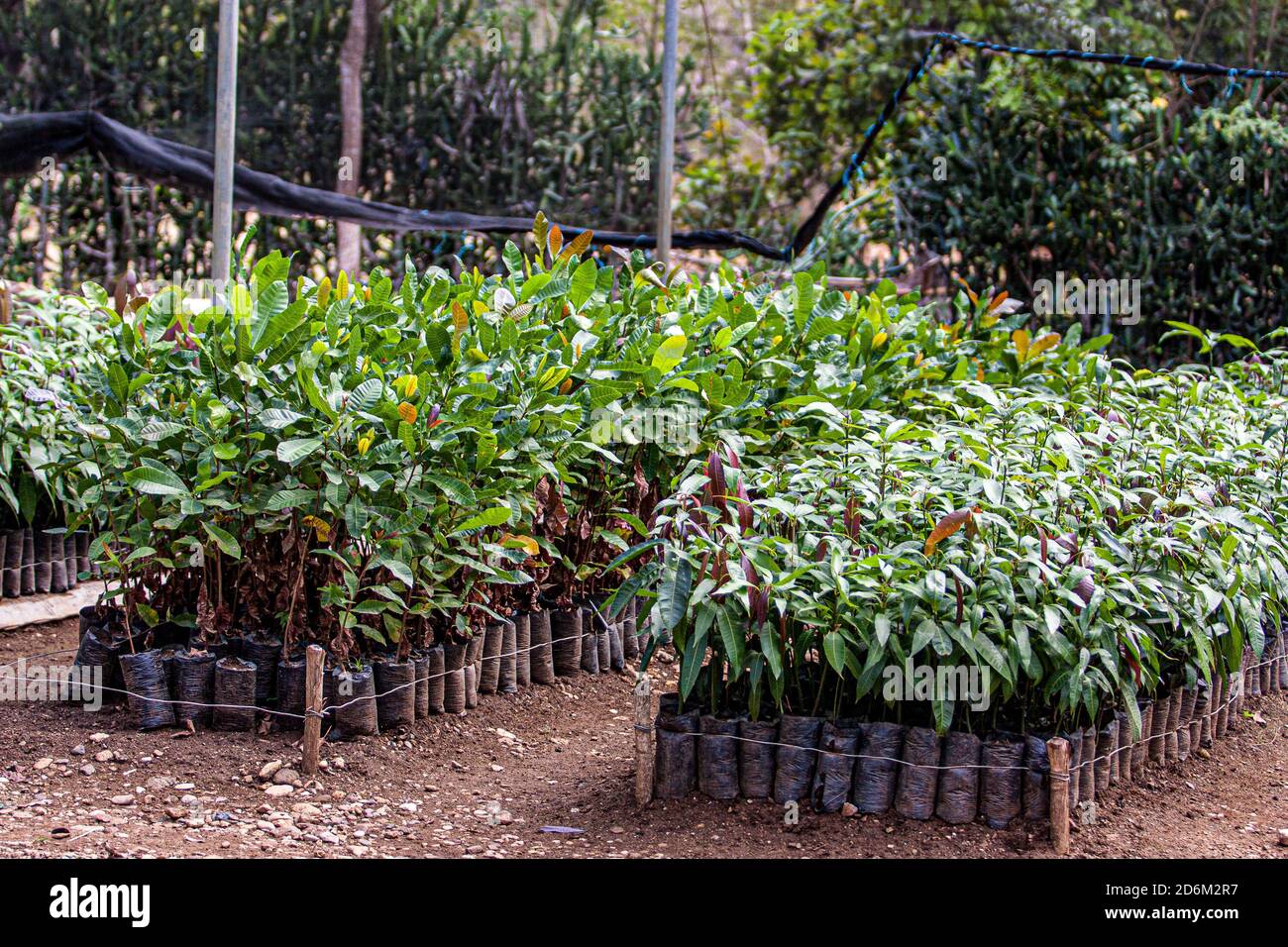 Seedling and farm crop field hi-res stock photography and images - Alamy